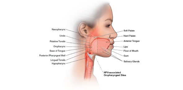 Anatomy And Physiology 101 Final Exam NEW 